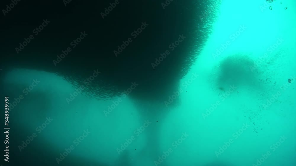 Diver under school of fish forms shape underwater. Group fish of one ...