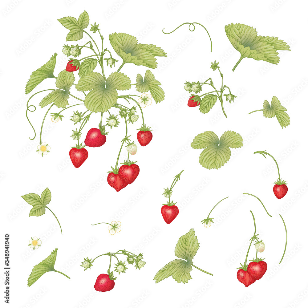 Strawberry branch with red berries. Clip art, set of elements for ...