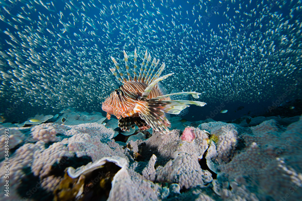 Lion Fish , coral reefs and glass fishes Stock Photo | Adobe Stock