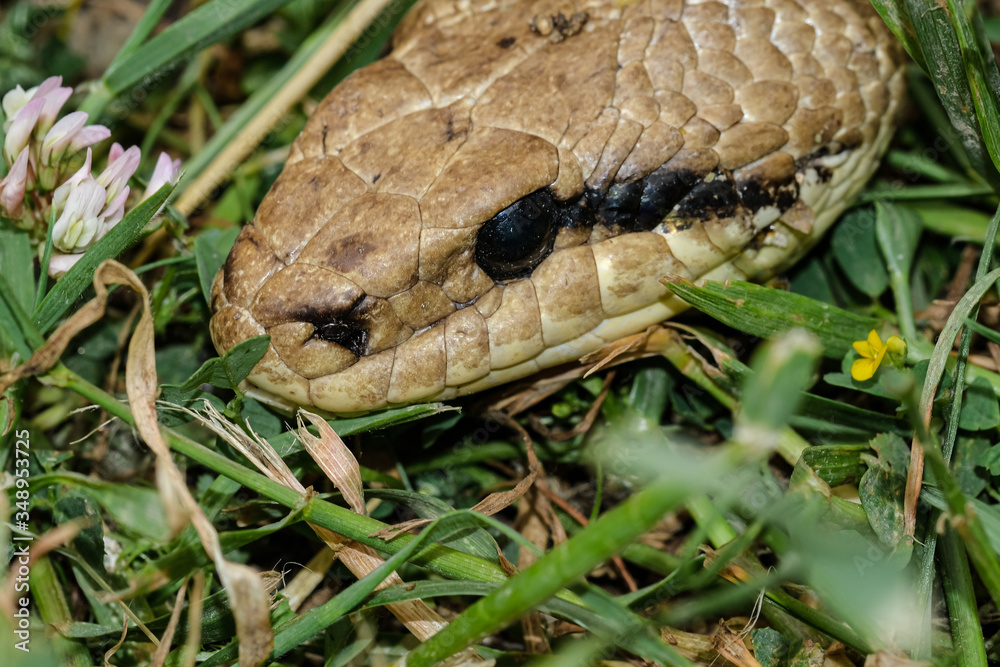 Macro of Snake species,predator reptile eye,skin details,cervone ...