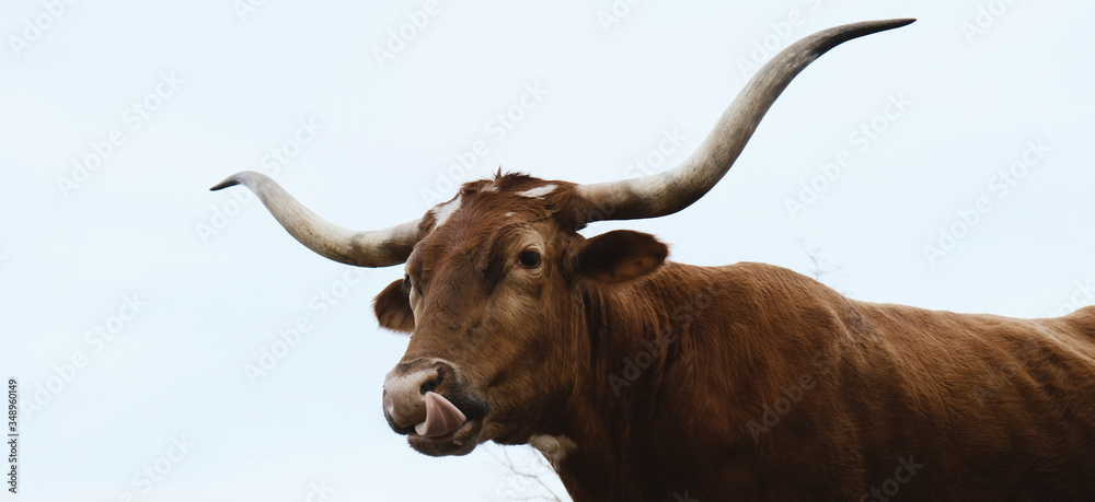 Funny Texas longhorn cow face close up, isolated on sky background with ...