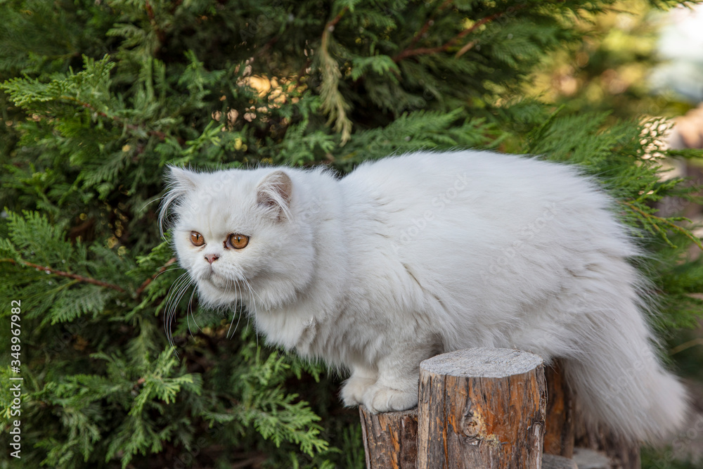 Persian cat is a long-haired breed of cat characterized by its round ...