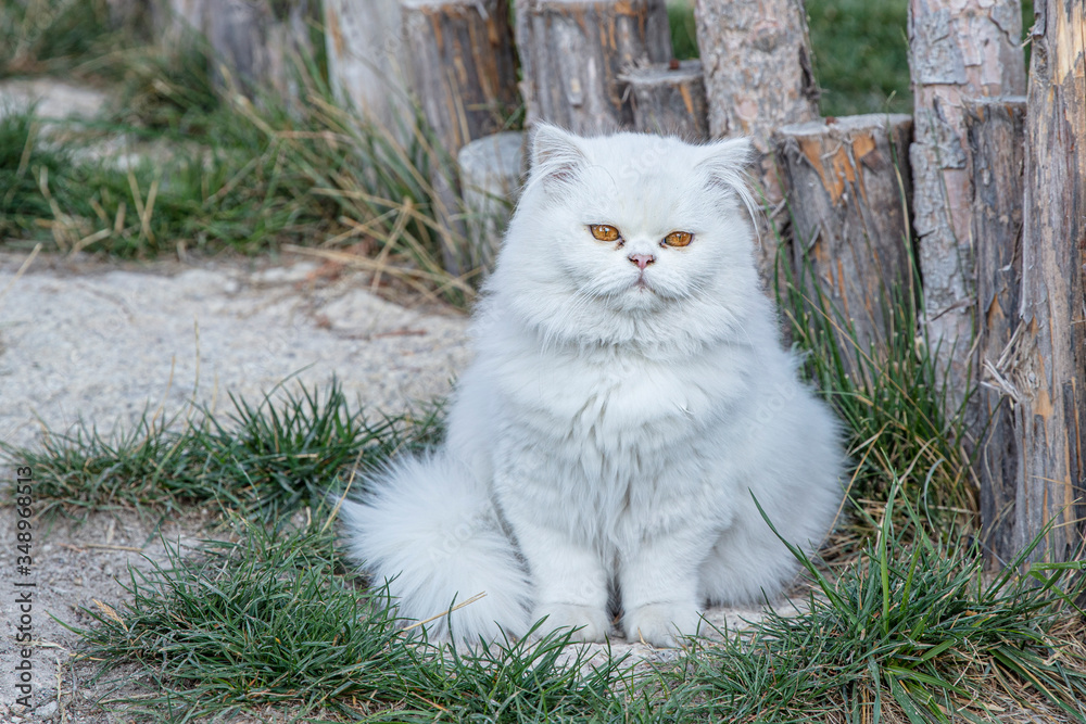 Persian cat is a long-haired breed of cat characterized by its round ...