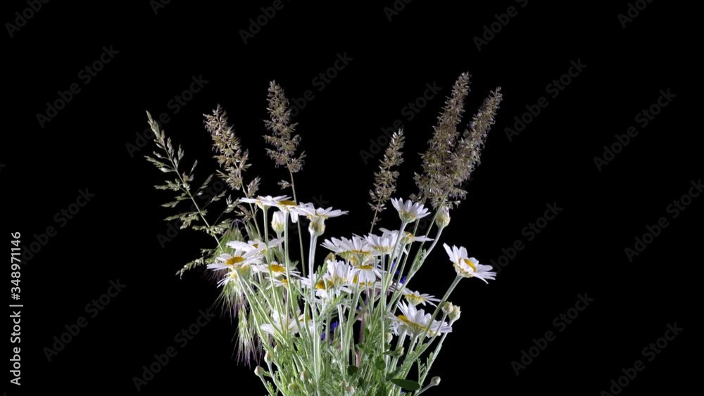 Wildflowers rotate on a black background. Wildflowers are spinning in ...