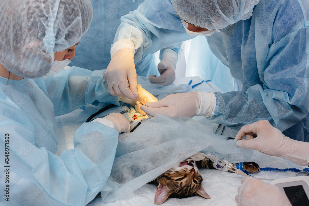 In a modern veterinary clinic, an operation is performed on an animal ...