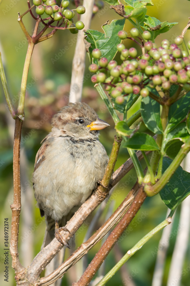 Juvenile Male House Sparrow