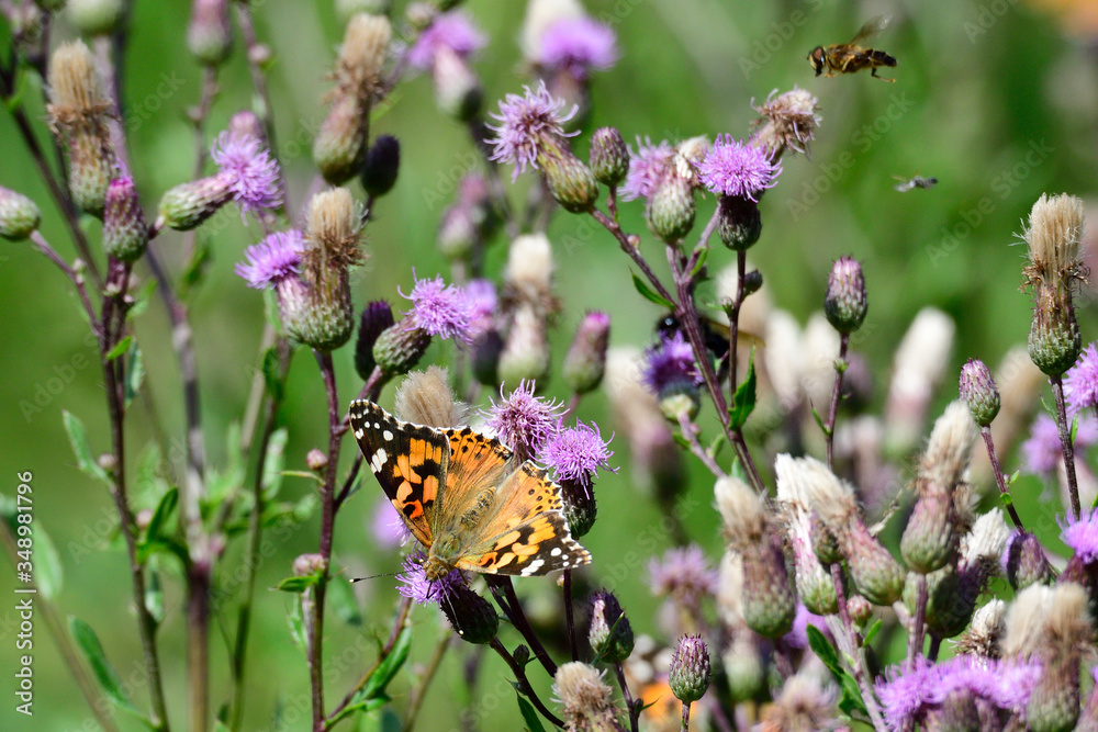 Distelfalter auf Distel Stock Photo | Adobe Stock