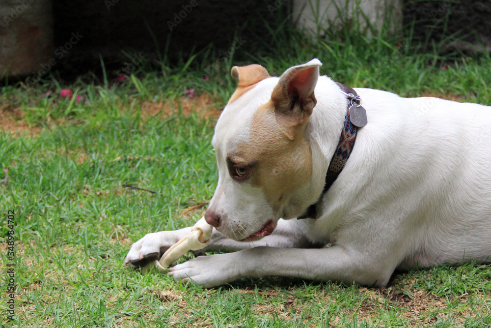Perro pit bull blanco de manchas café feliz con su hueso foto de Stock ...