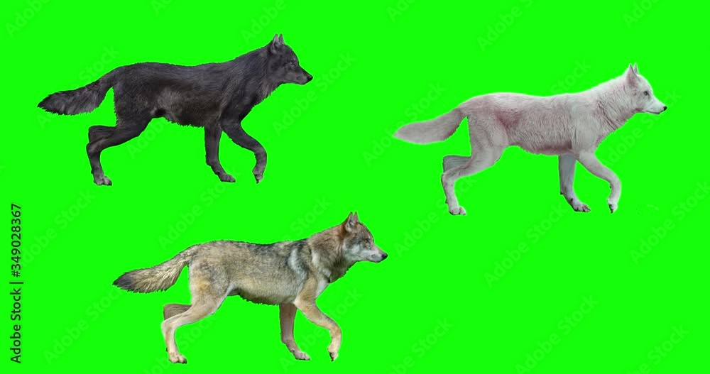 Vídeo do Stock: Three animated wolves with loopable gait cycles ...