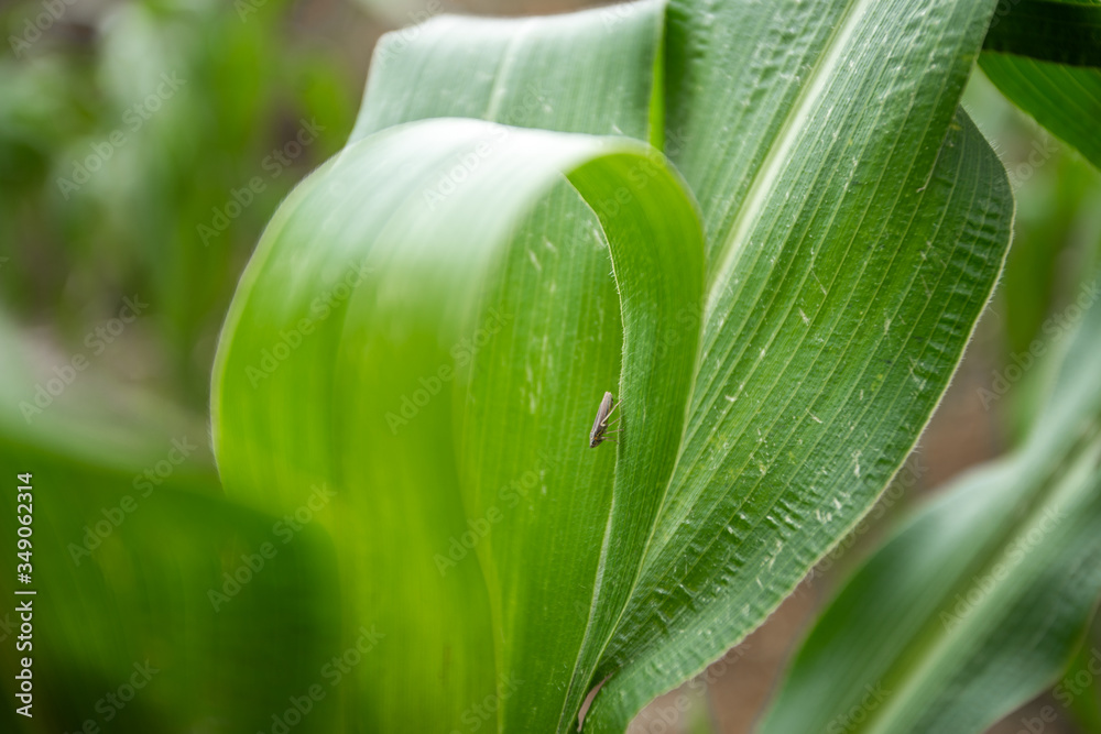 Insecto pequeño en hojas de planta de maíz Stock Photo | Adobe Stock