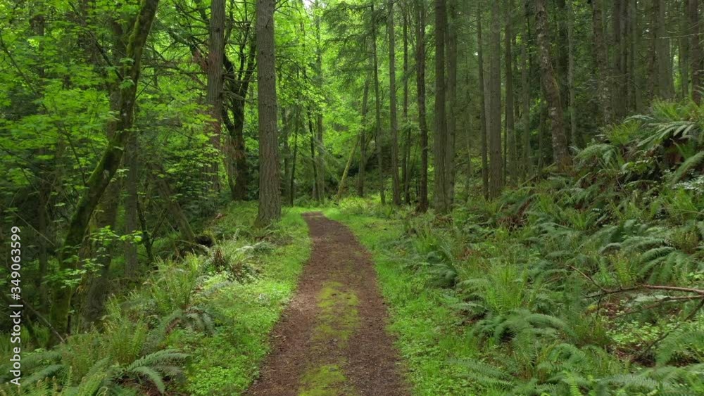 Pacific Northwest Trail During a Beautiful Springtime Growth Spurt ...