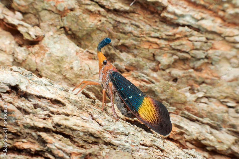 Lantern bugs are typical animals of the exotic Borneo jungle, rare ...