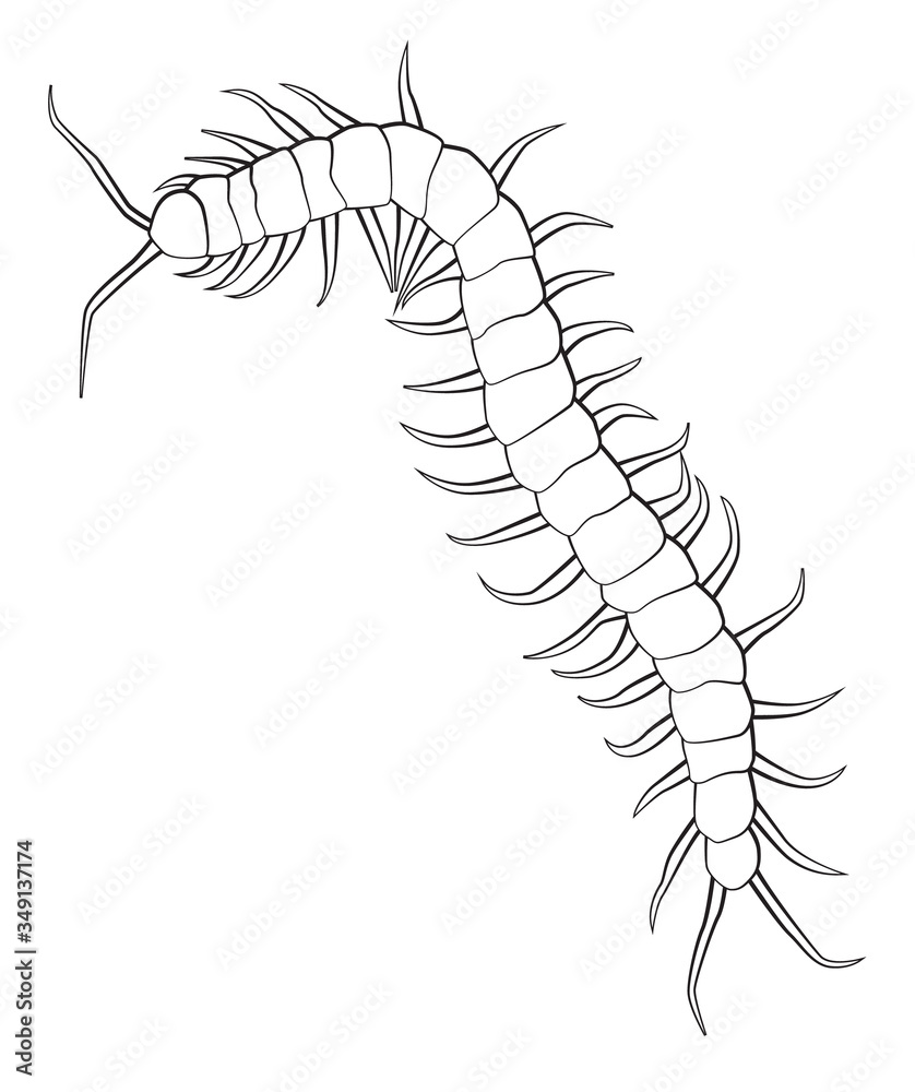 Centipede line art, hand drawn vector illustration Stock Vector | Adobe ...