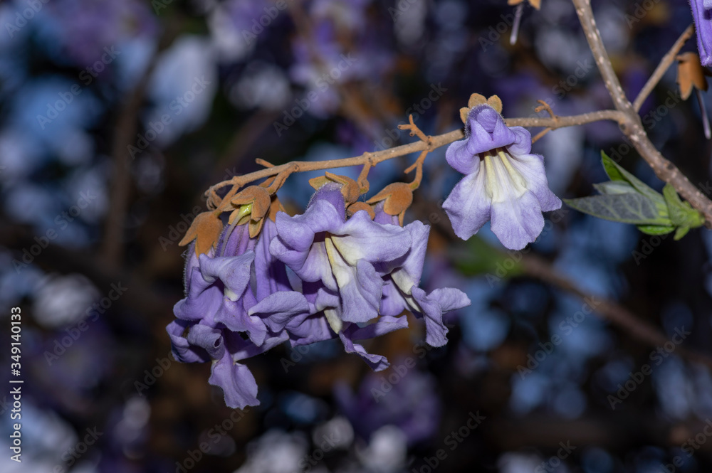 Foto de Paulownia tomentosa (common names princess tree, empress tree ...