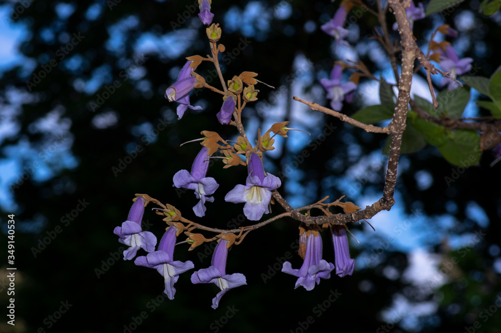 Paulownia tomentosa (common names princess tree, empress tree, or ...