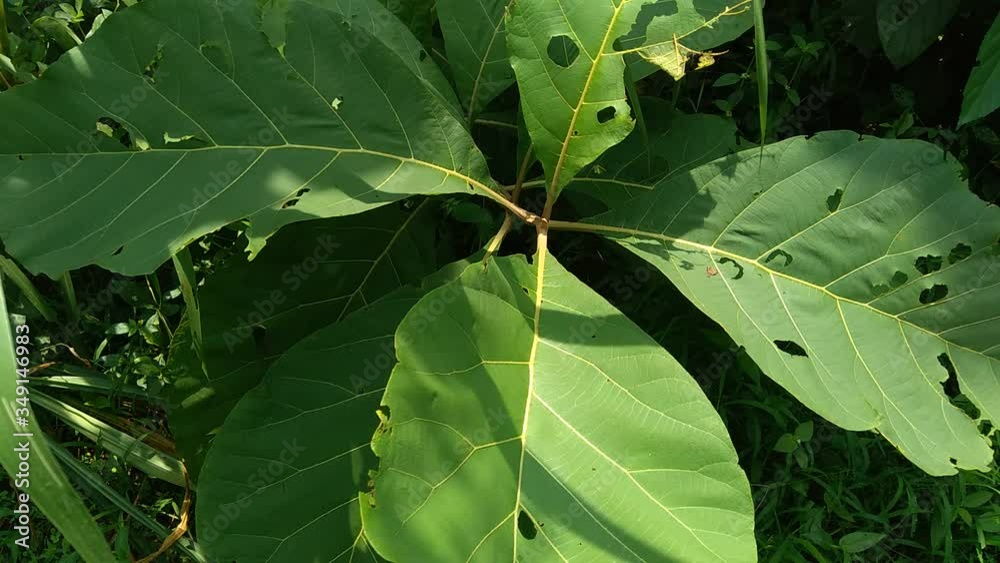 Green teak (Tectona grandis Linn f., Burmese teak, jati, Nagpur teak ...