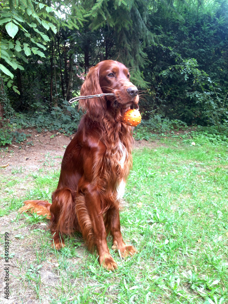 Full Length Of Irish Setter Holding Ball In Mouth At Field Stock Photo ...