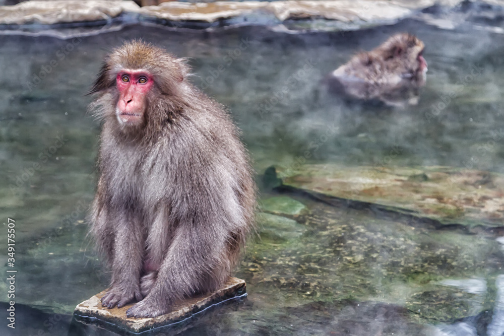 Snow monkeys in a natural onsen (hot spring), located in Jigokudani ...
