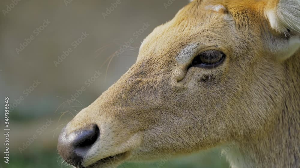 Extreme Close up face of Eld's deer. with natural background. Eld's ...