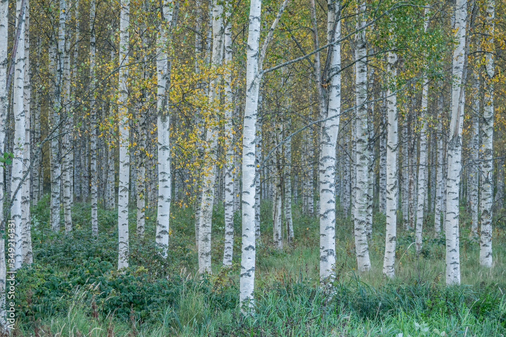 nature, birch, forest, background, tree, trunk, season, white, bark ...