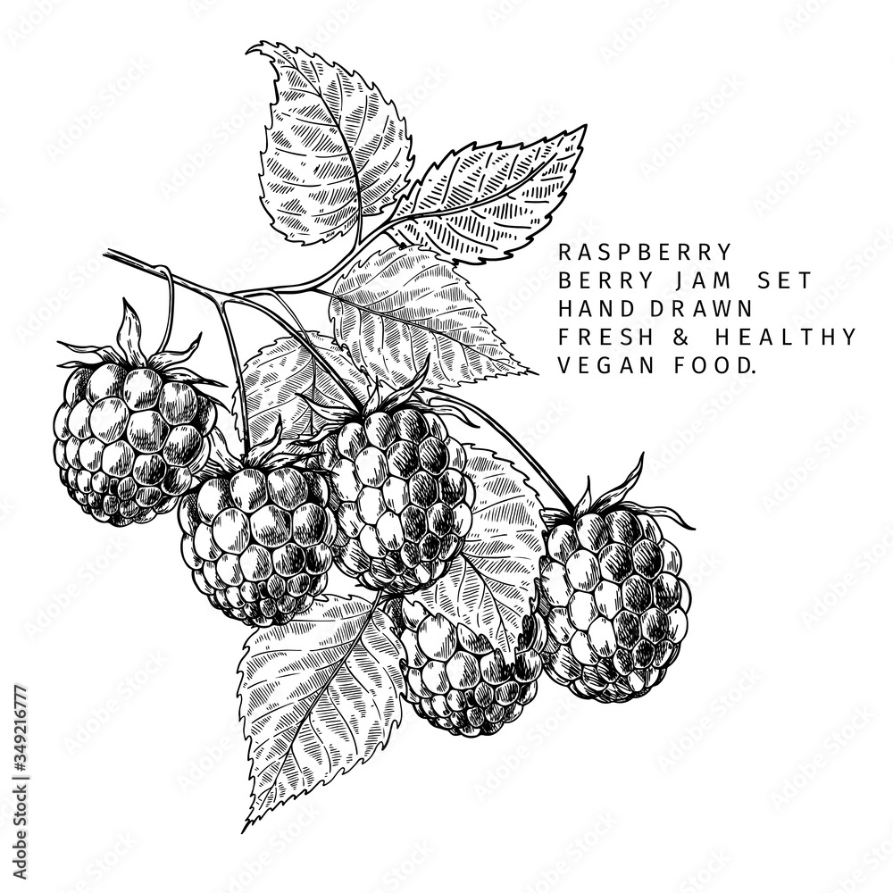 Hand drawn raspberry branch, leaf and berry. Engraved vector ...