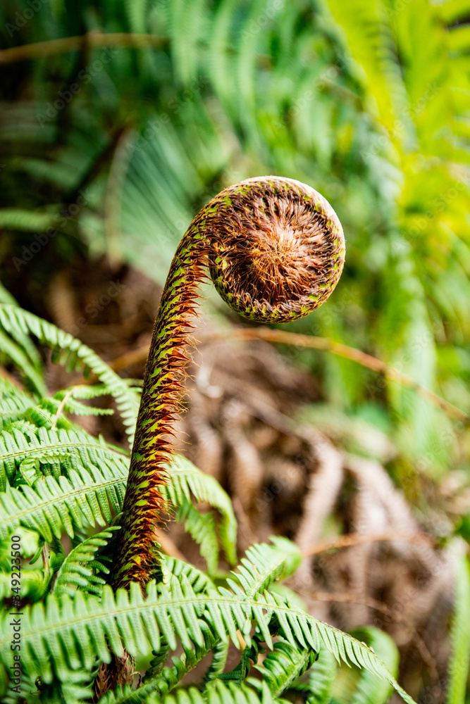 fern and fibonacci Numbers in nature Stock Photo | Adobe Stock