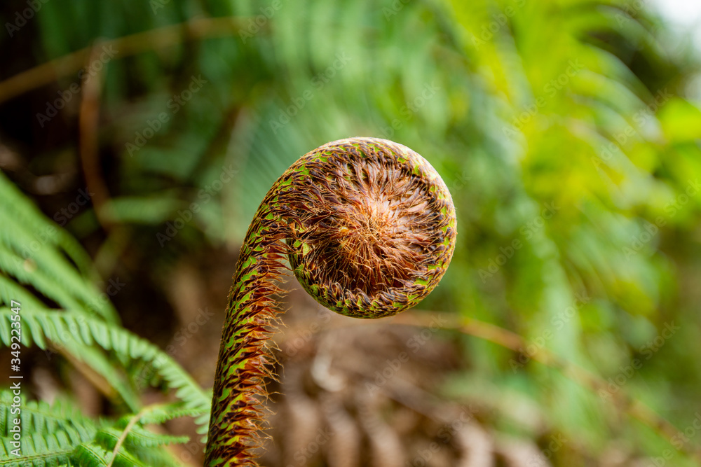 Fibonacci numbers in nature Stock Photo | Adobe Stock