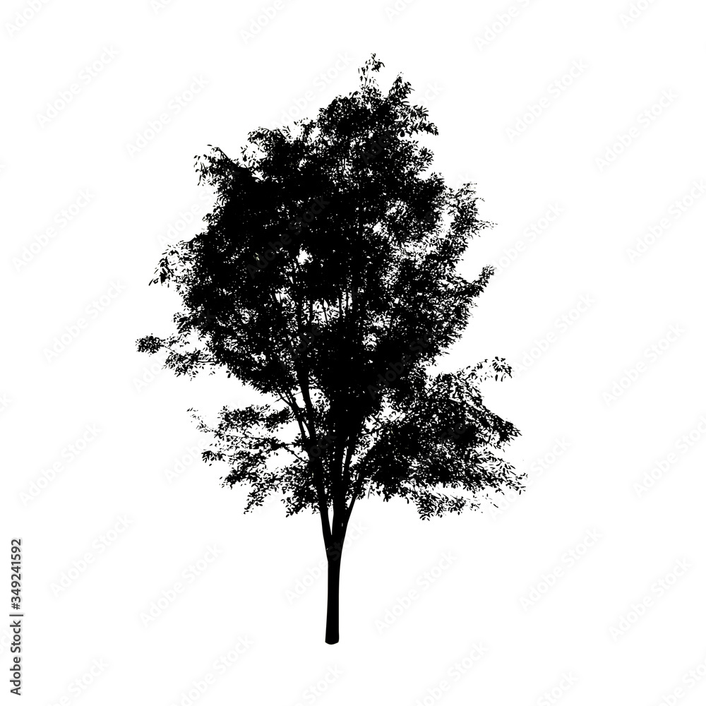black tree silhouette isolated on white background. Clipping path. for ...