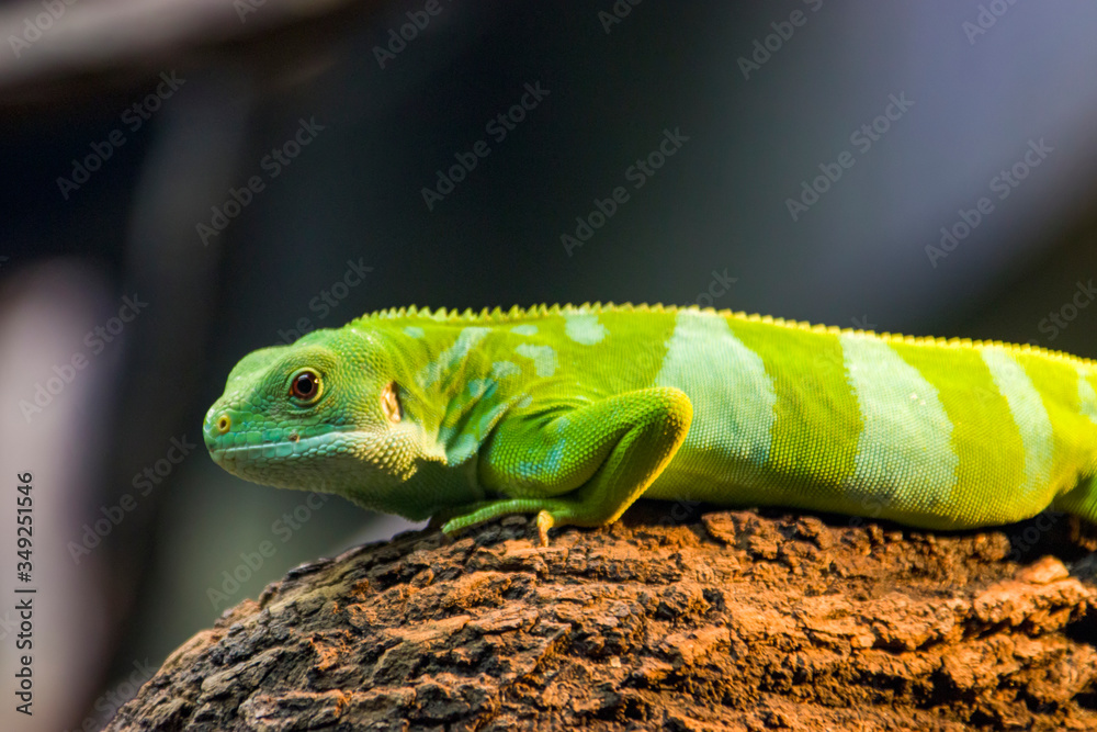 the closeup image of Fiji banded iguana (Brachylophus fasciatus) An ...