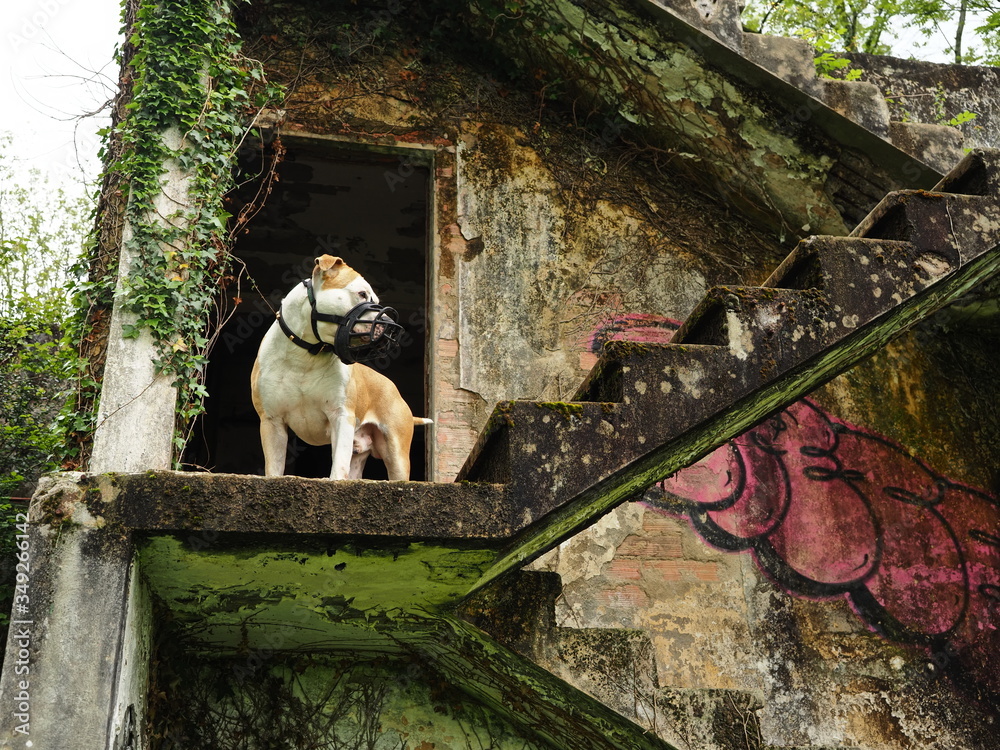 perro american staffordshire terriei con bozal en las escaleras de un ...