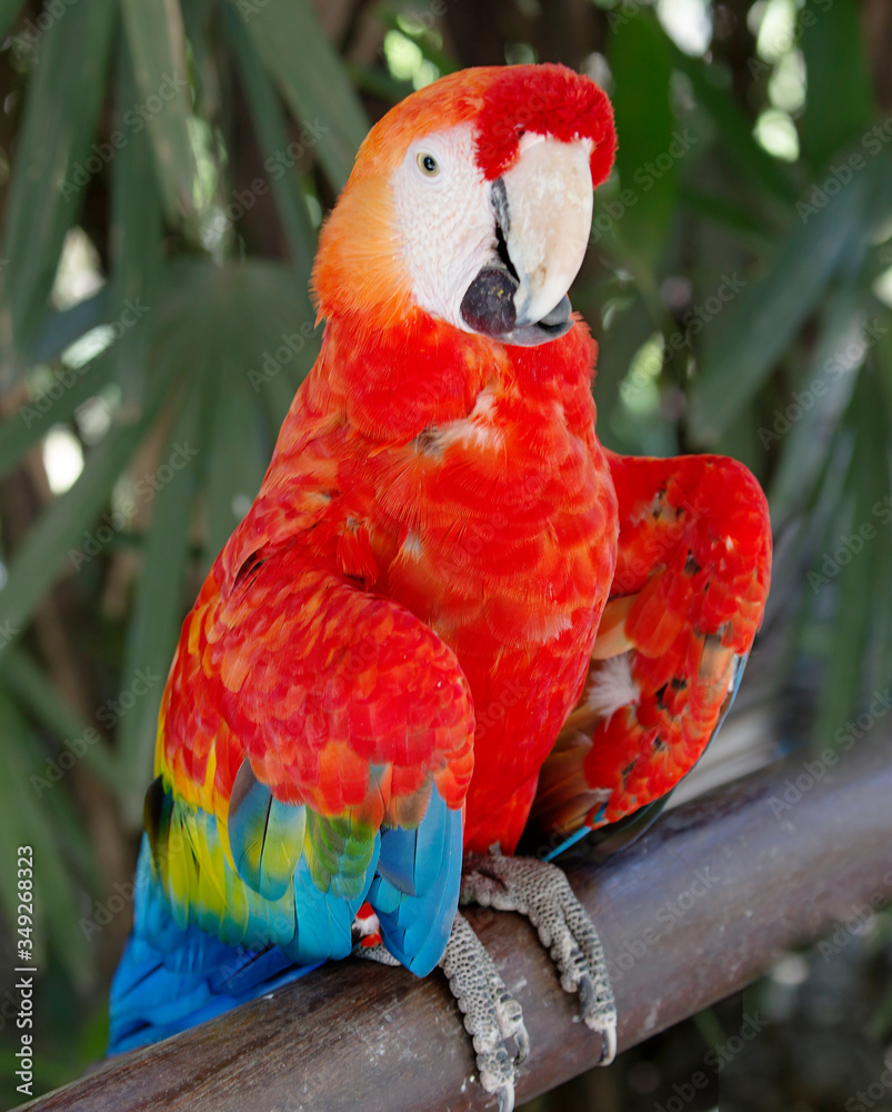 Foto Stock Parrot red macaw. The plumage is bright red, the feathers ...