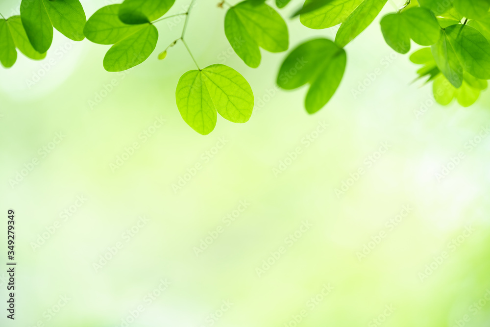 Nature of green leaf in garden at summer. Natural green leaves plants ...
