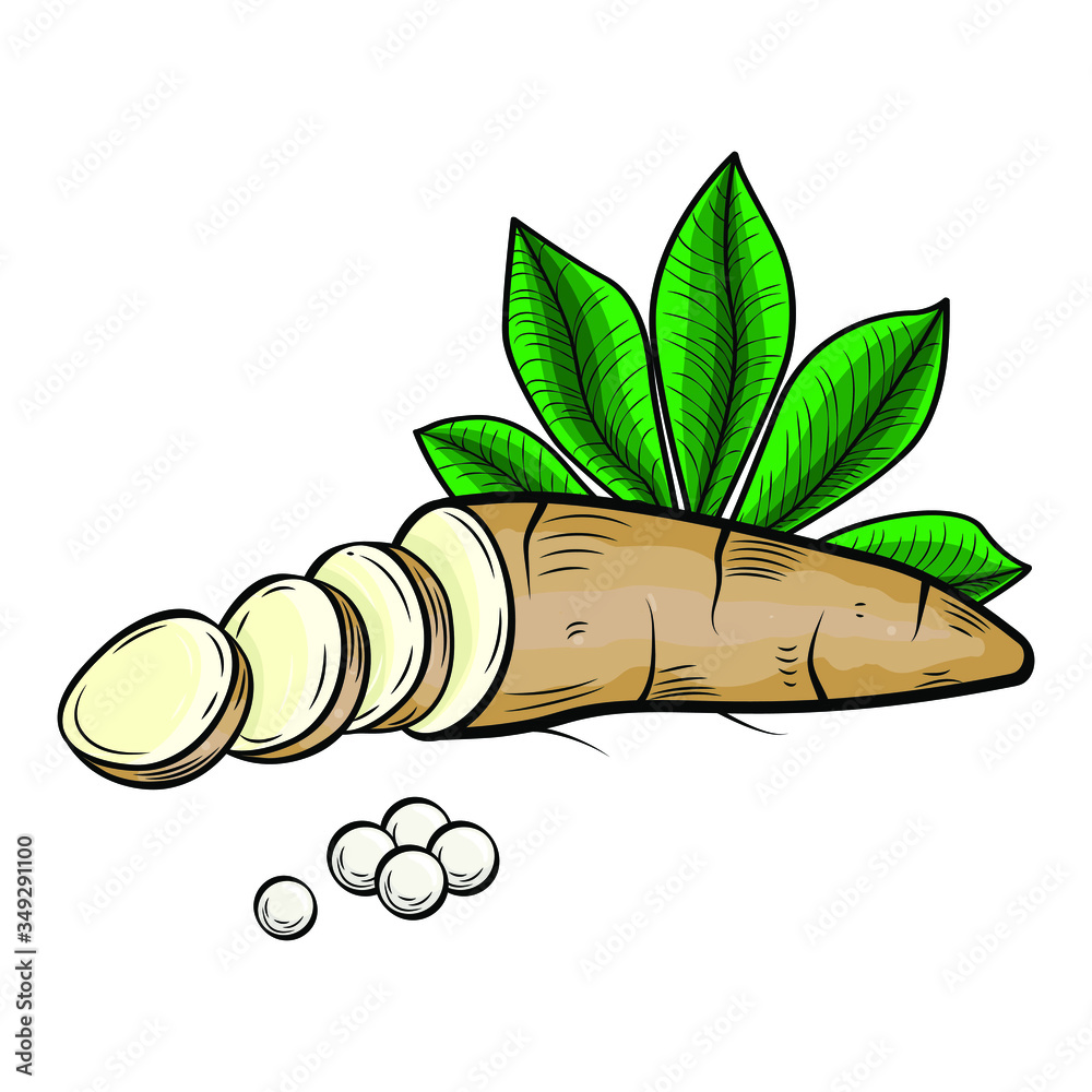 Cassava manioc plants with leaves, tuber, slice, tapioca ball. Vector ...