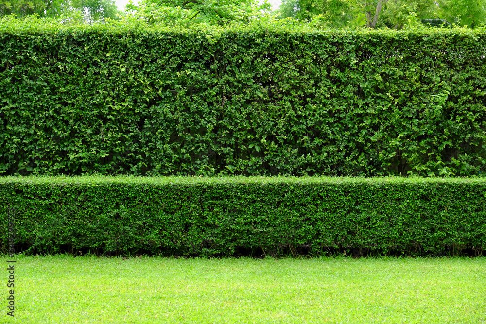 Long tree hedge, double layers (two steps) ; small and tall hedge ...