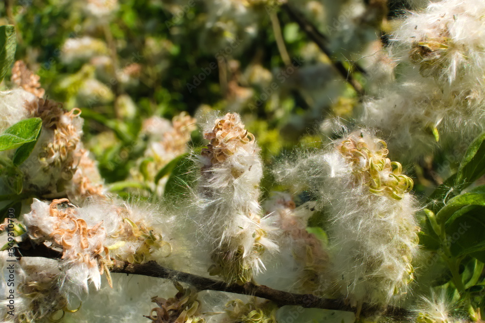 Willow Shrub known as Eared willow full with the hairy fruits after the ...