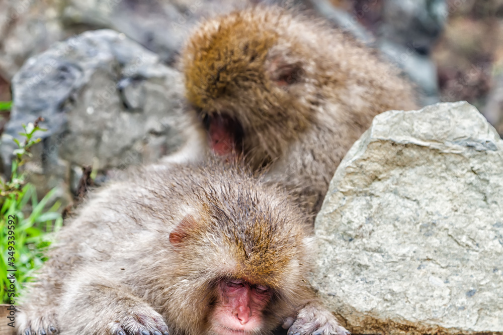 Snow monkeys in a natural onsen (hot spring), located in Jigokudani ...