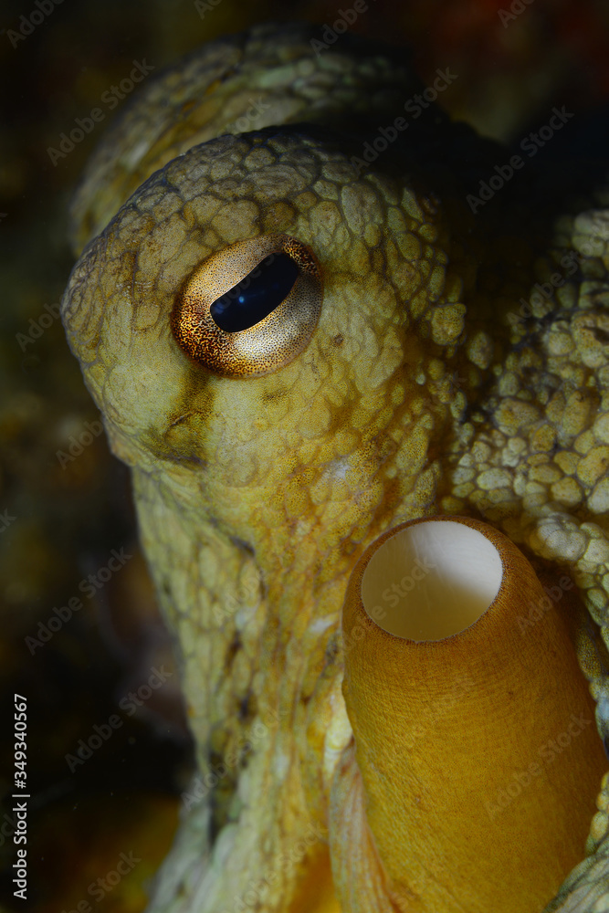 Octopus (Octopus vulgaris Cuvier, 1797) or octopus is a cephalopod of ...