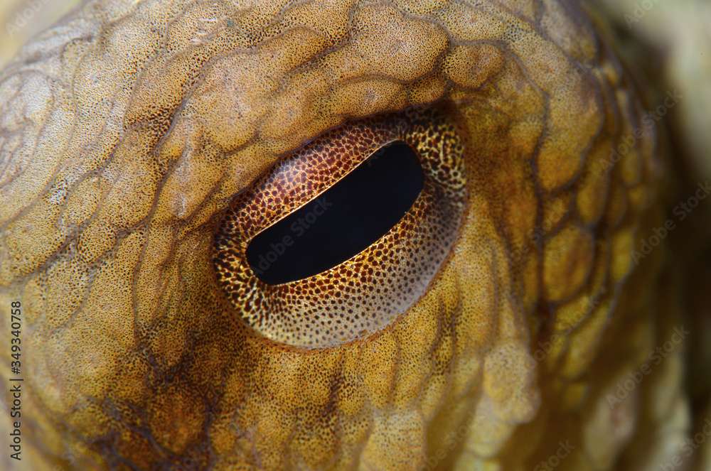 Octopus (Octopus vulgaris Cuvier, 1797) or octopus is a cephalopod of ...