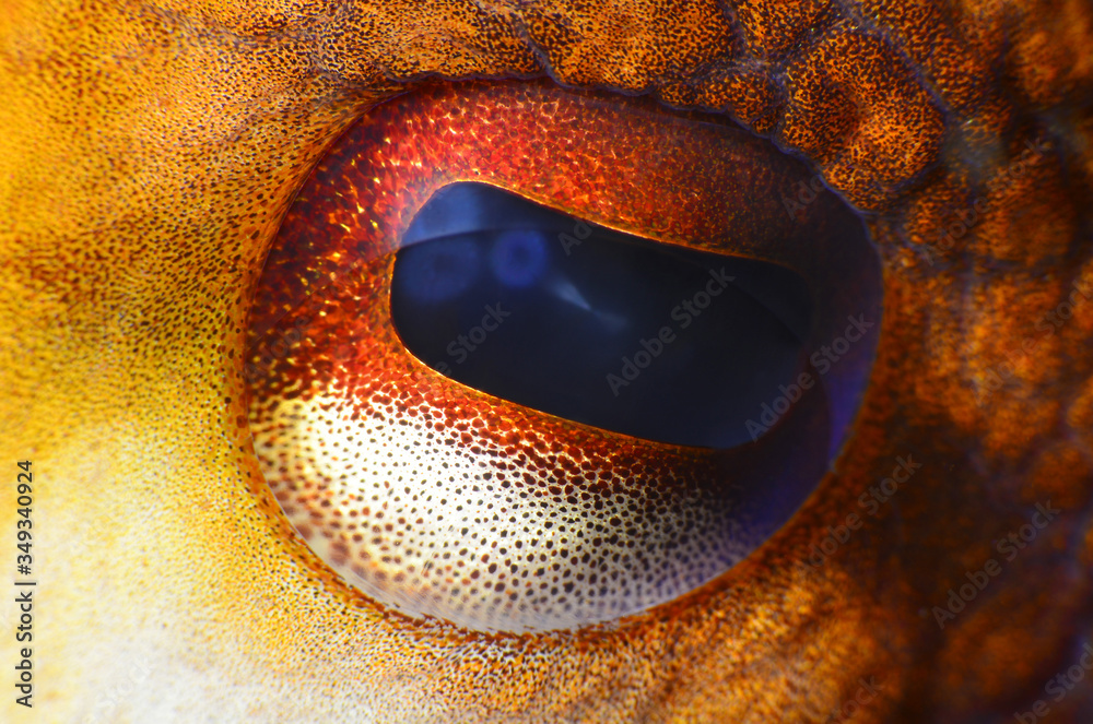 Octopus (Octopus vulgaris Cuvier, 1797) or octopus is a cephalopod of ...