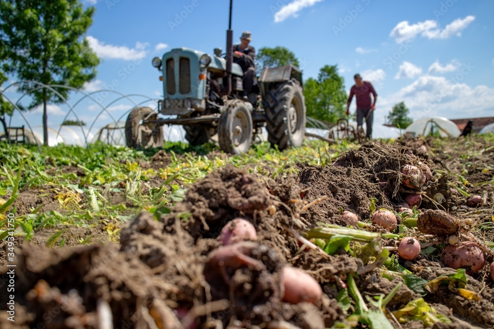 Old fashioned method of harvesting potatoes from soil in rural ...