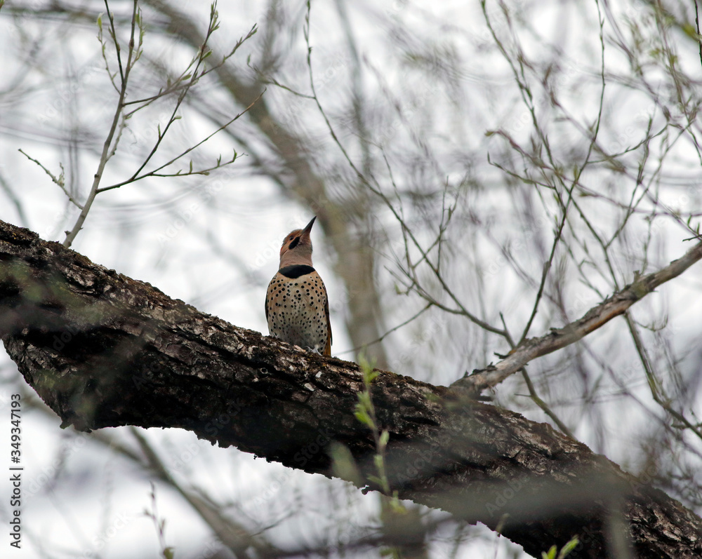 Pic flamboyant Stock Photo | Adobe Stock