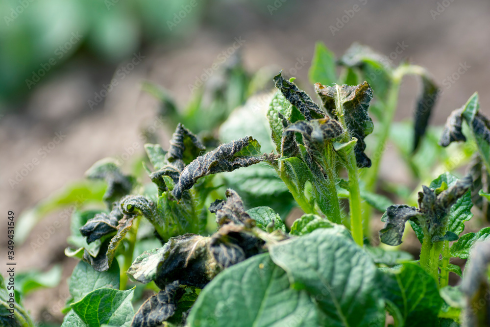 Potato plants damaged by the frost.Early potato plants showing signs of ...