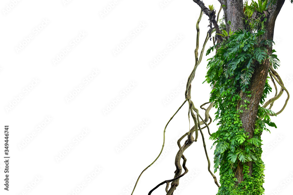 Forest tree trunks with tropical foliage plants, forming a frame in ...