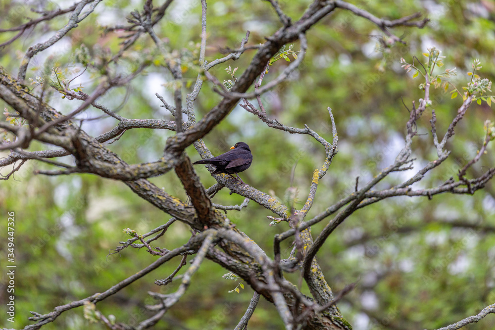 Black bird on the tree Stock Photo | Adobe Stock