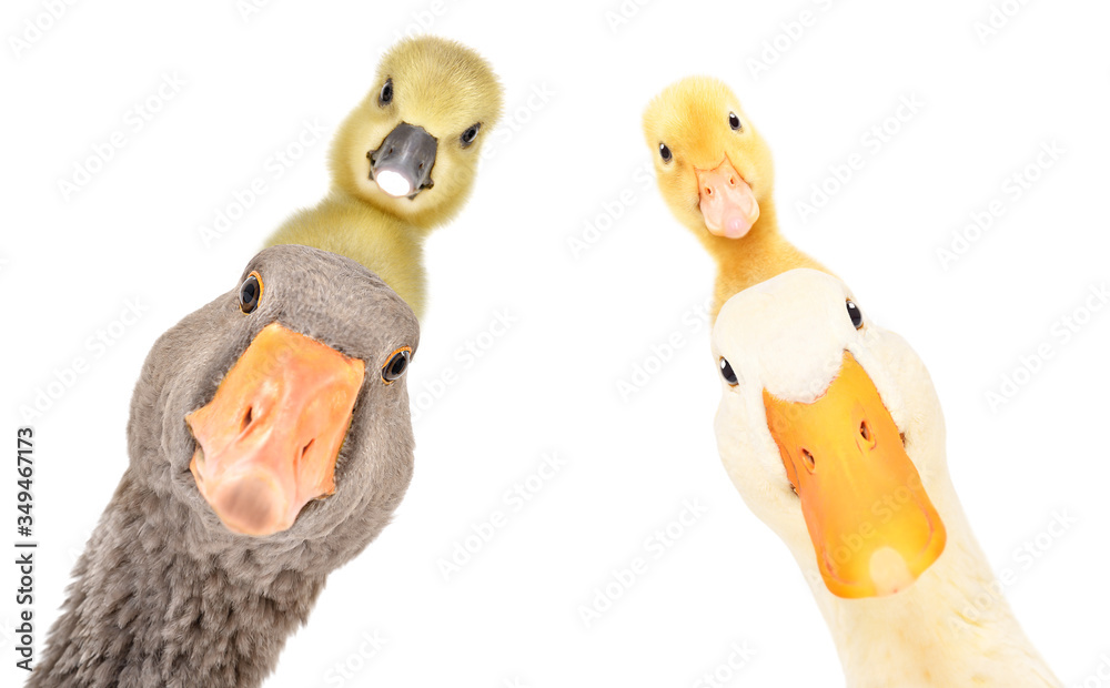 Funny portrait of goose and duck with gosling and duckling on the head ...