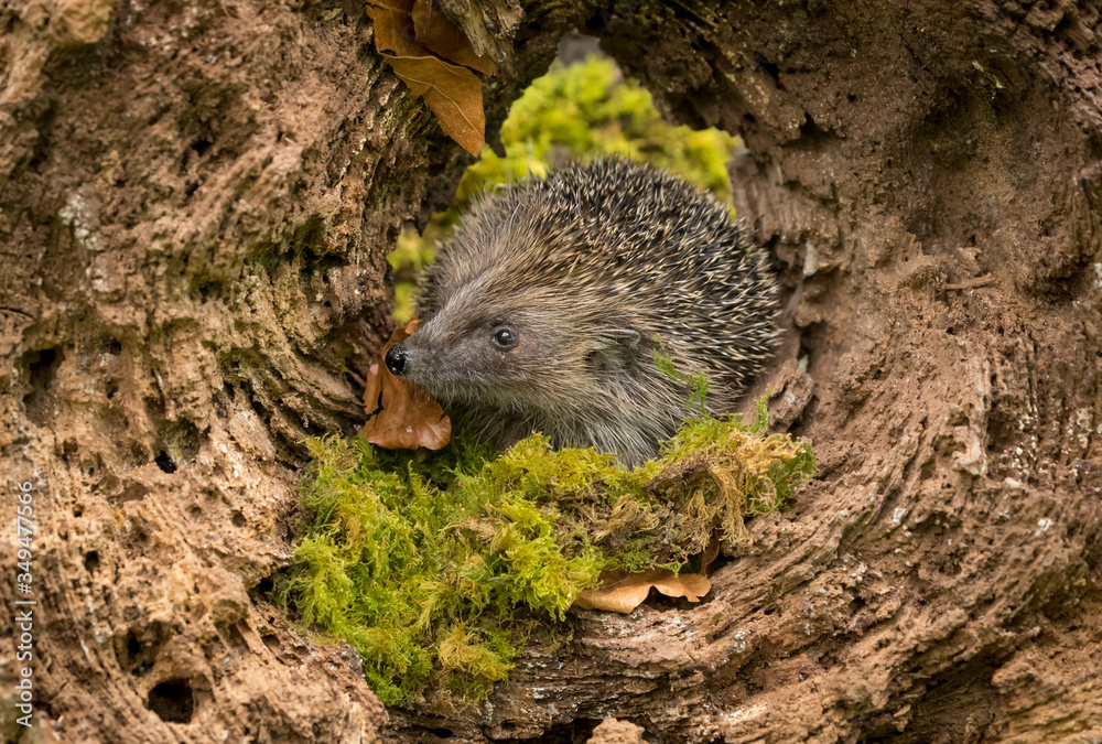 Hedgehog foraging, wild, free roaming hedgehog, taken from within a ...