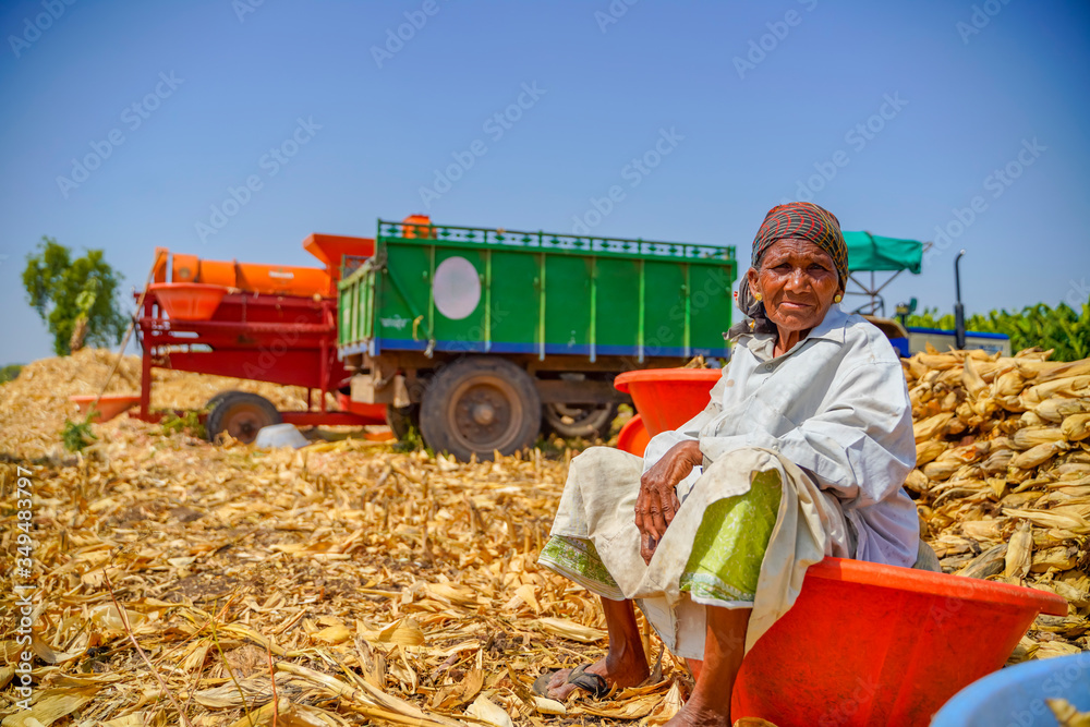 indian old woman harvesting corn at agriculture field Stock Photo ...