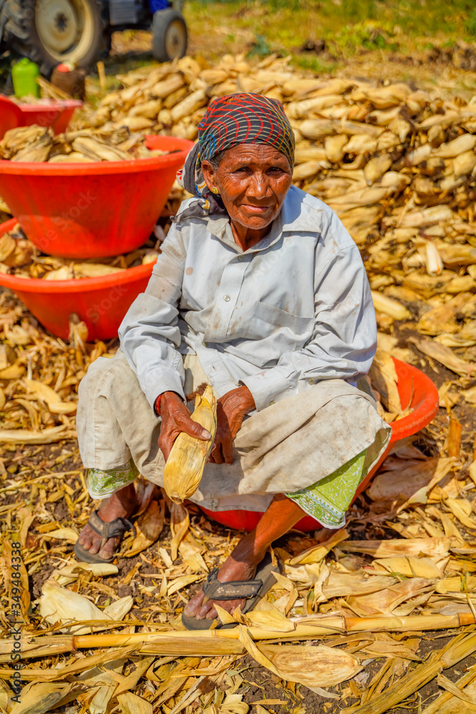 Indians Picking Corn