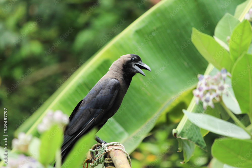 house crow bird with feather Stock Photo | Adobe Stock