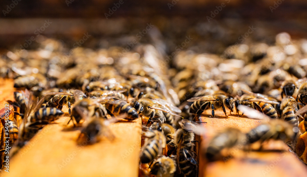 Worker bees crawl between wooden frames with wax honeycombs in an open ...